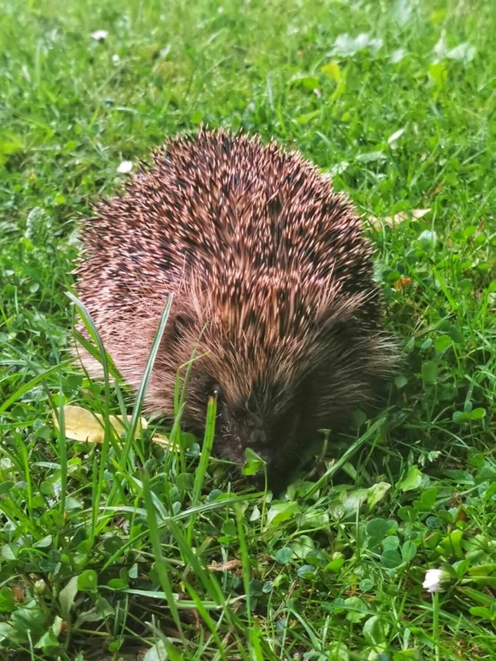 Hedgehog Box Building | Leeds Beckett University