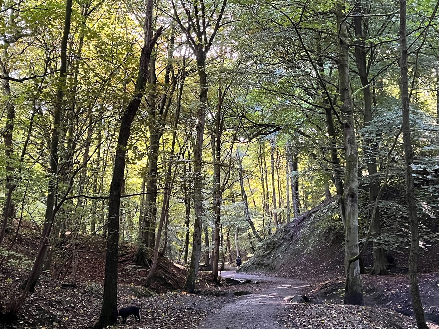 Creative Writing Class: Cant see the wood for the trees | Events ...